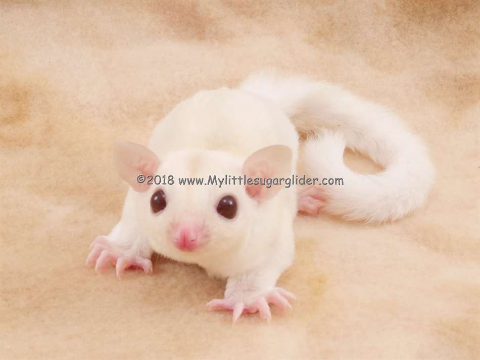 Color Examples | My Little Sugar Glider