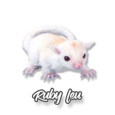 My Little Sugar Glider | Sugar Glider Breeder